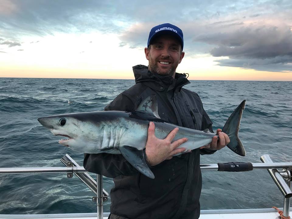 Baby Porbeagle Shark