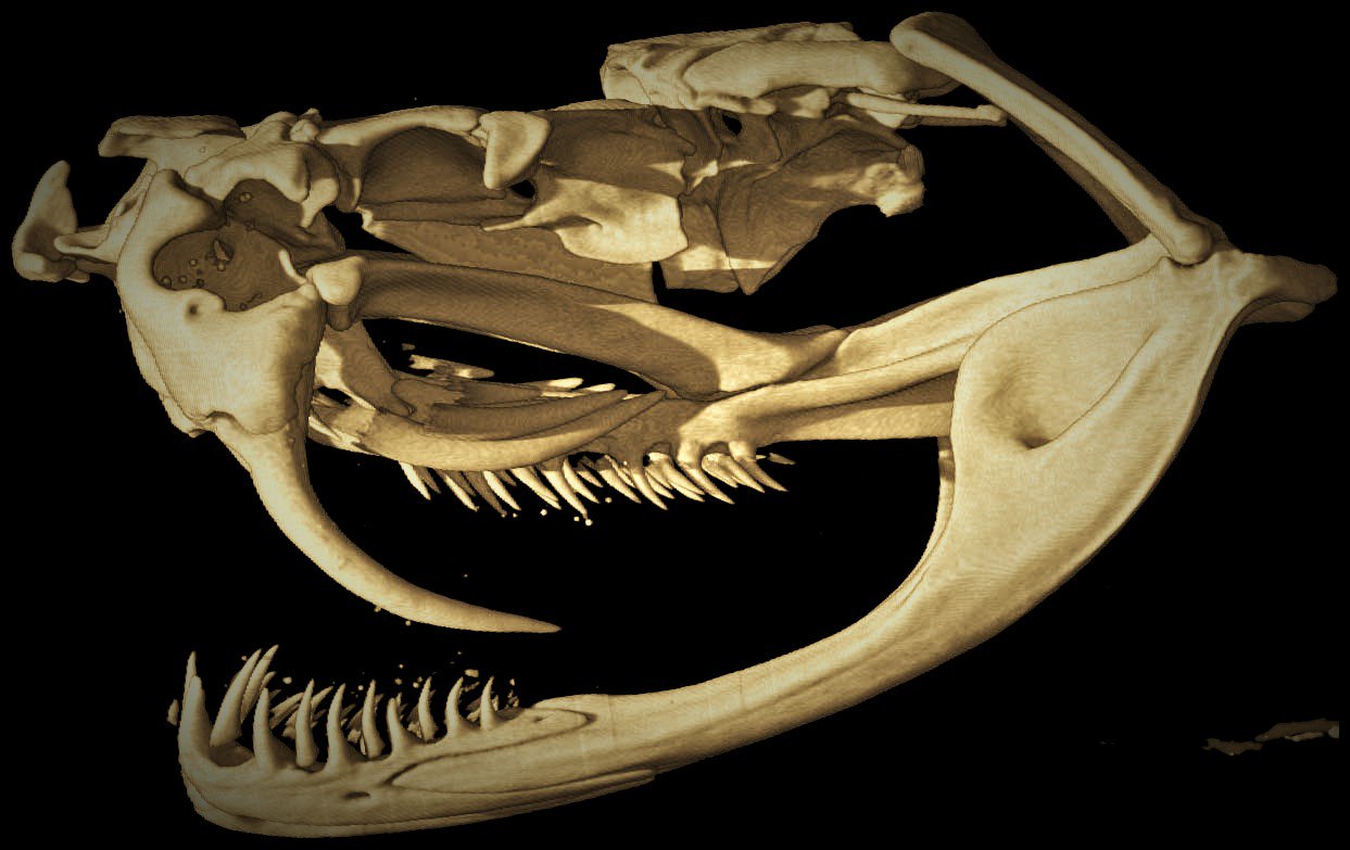 Viperidae Skull