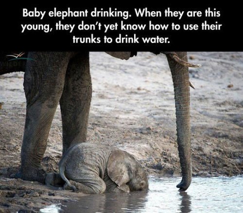 Funny Elephant Meme