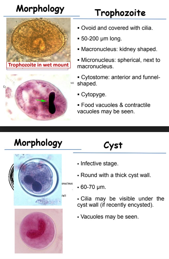 Balantidium Coli Trophozoite And Cyst