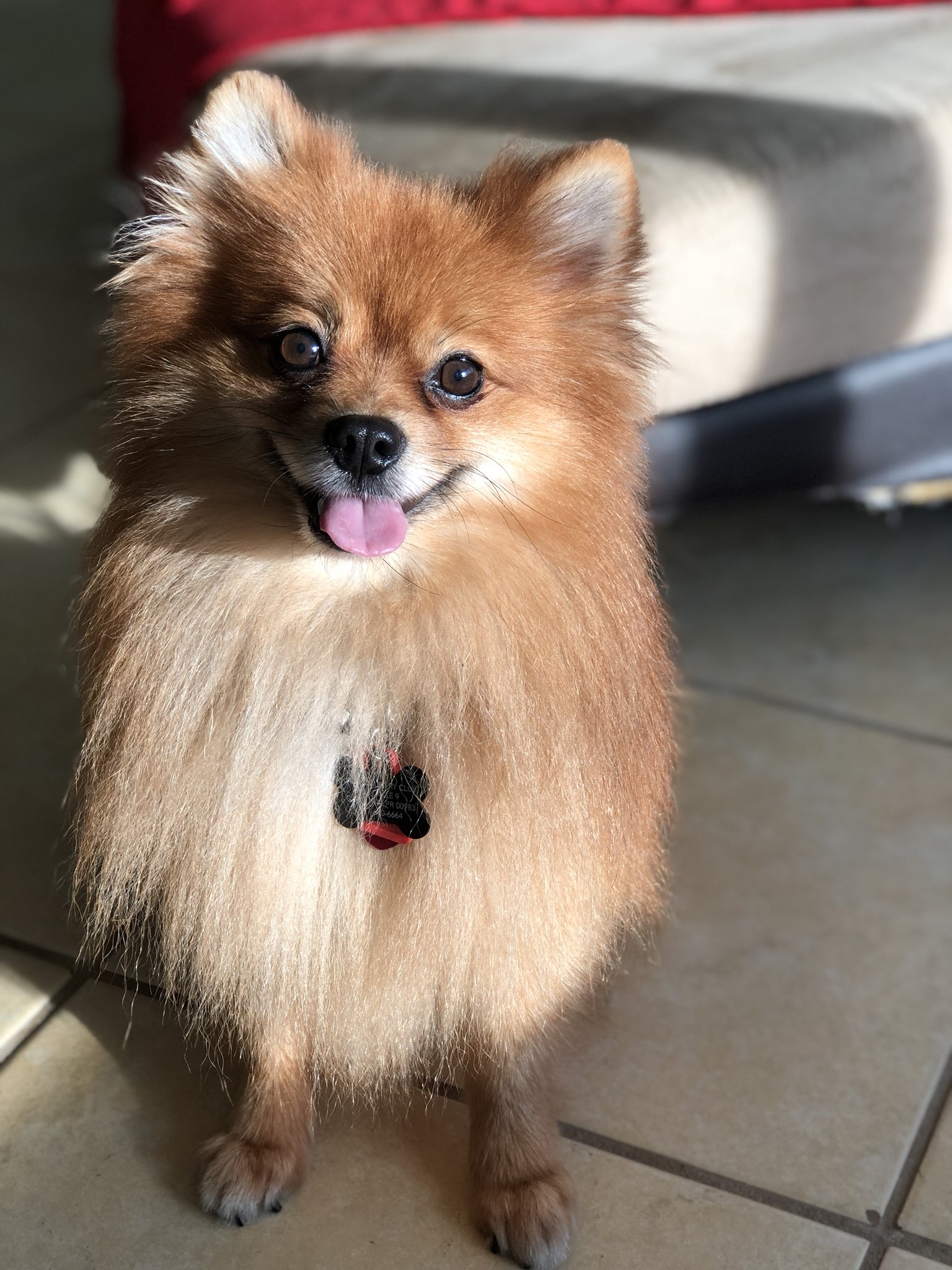Red Sable Pomeranian