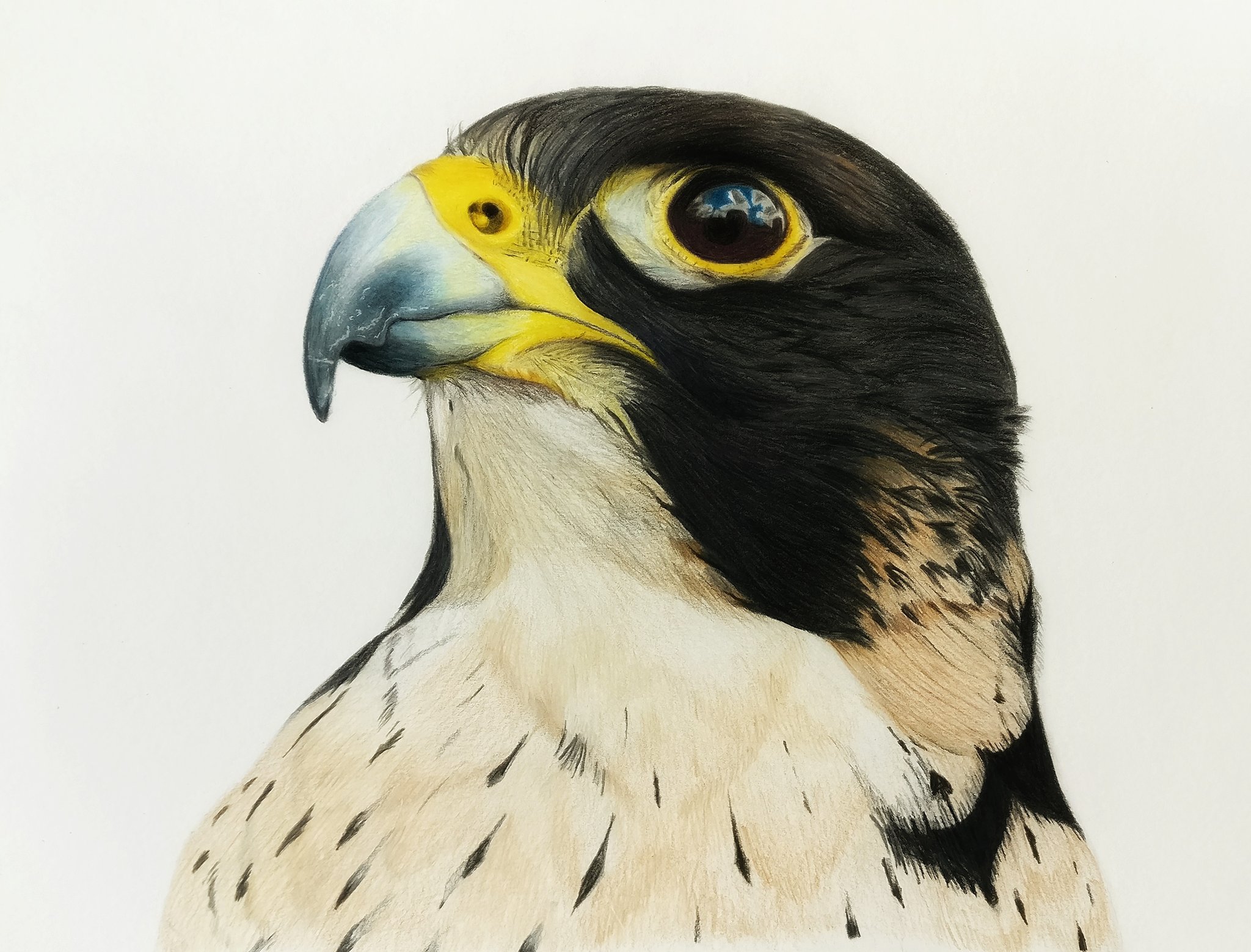 How To Draw A Peregrine Falcon Head