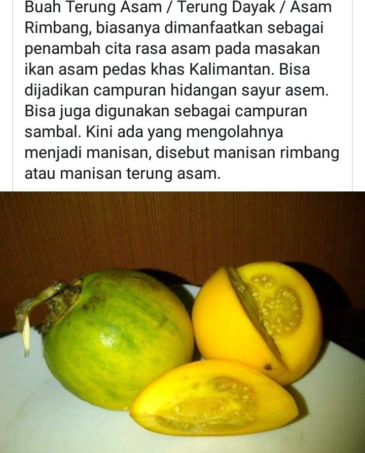 Terung Asam Dayak In English | teruktizen