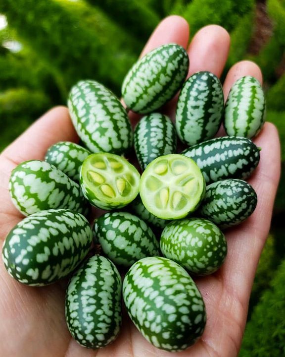 This cute fruit is the size of a grape, they look like mini-watermelon ...