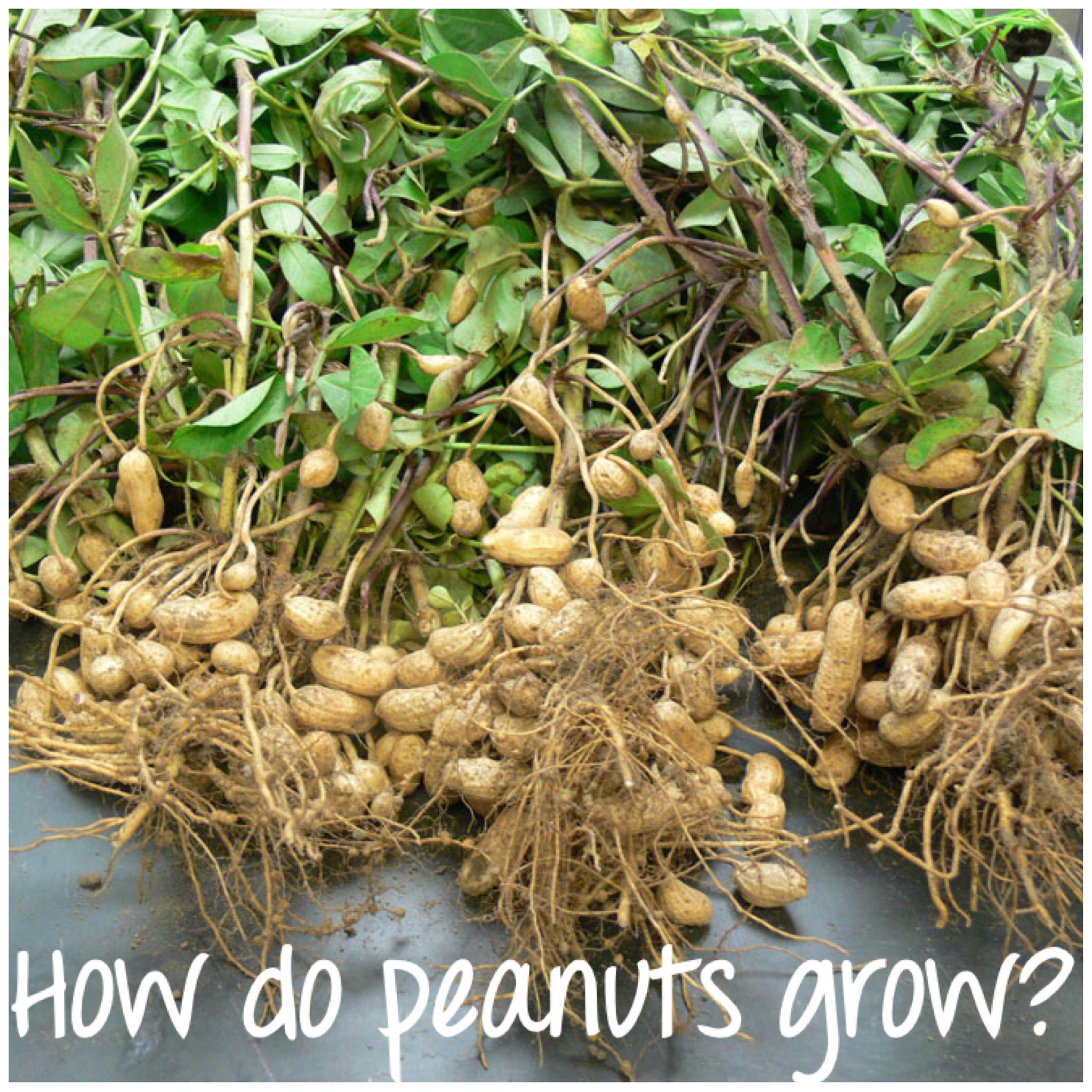 Where Do Peanuts Grow