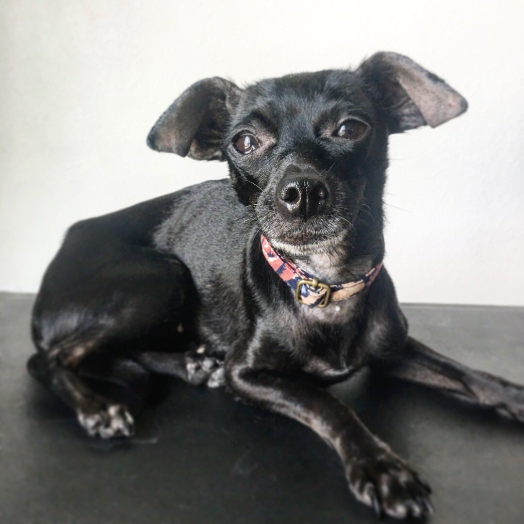 Black Italian Greyhound Mix