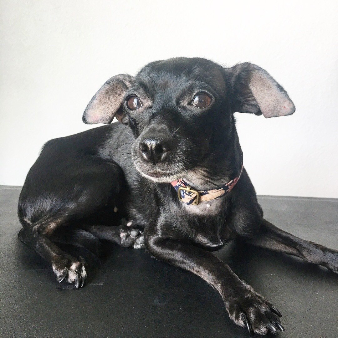 Chihuahua Italian Greyhound Mix