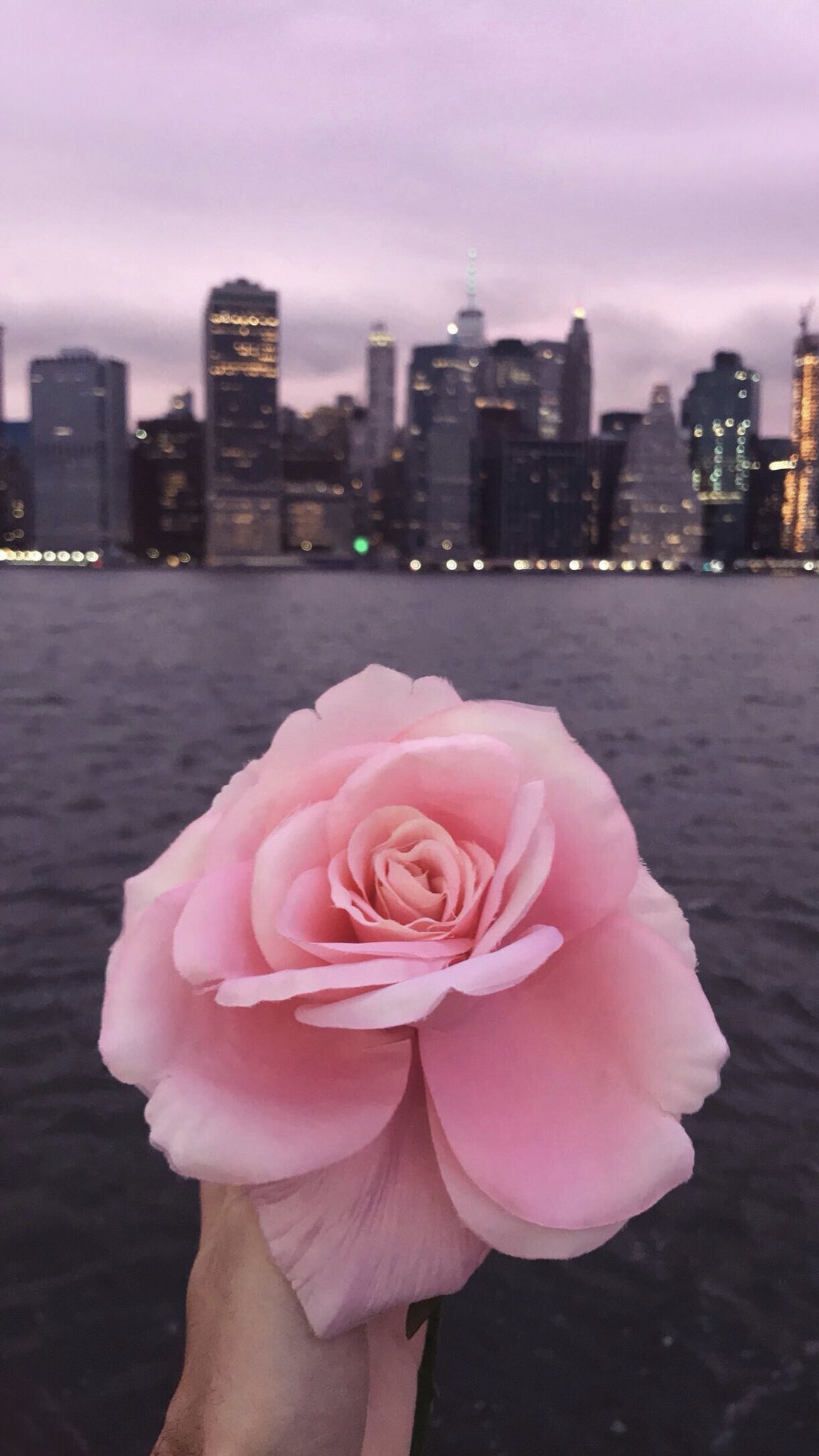 Pink Roses Tumblr Photography