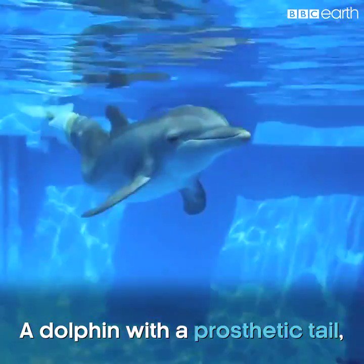 A dolphin with a prosthetic tail inspired Ellie’s Paralympic journey ...