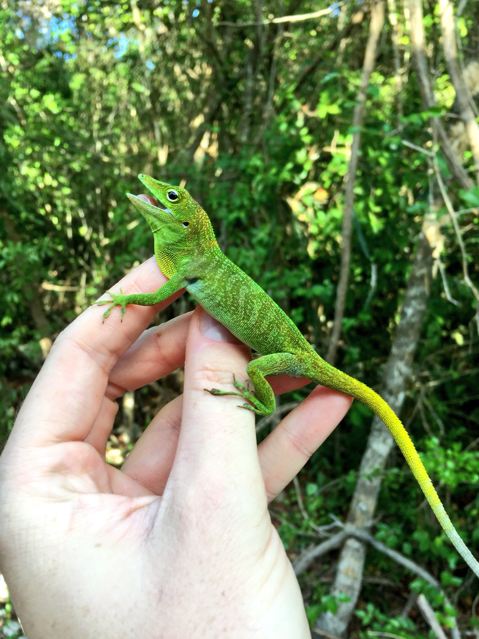 Giant Anole