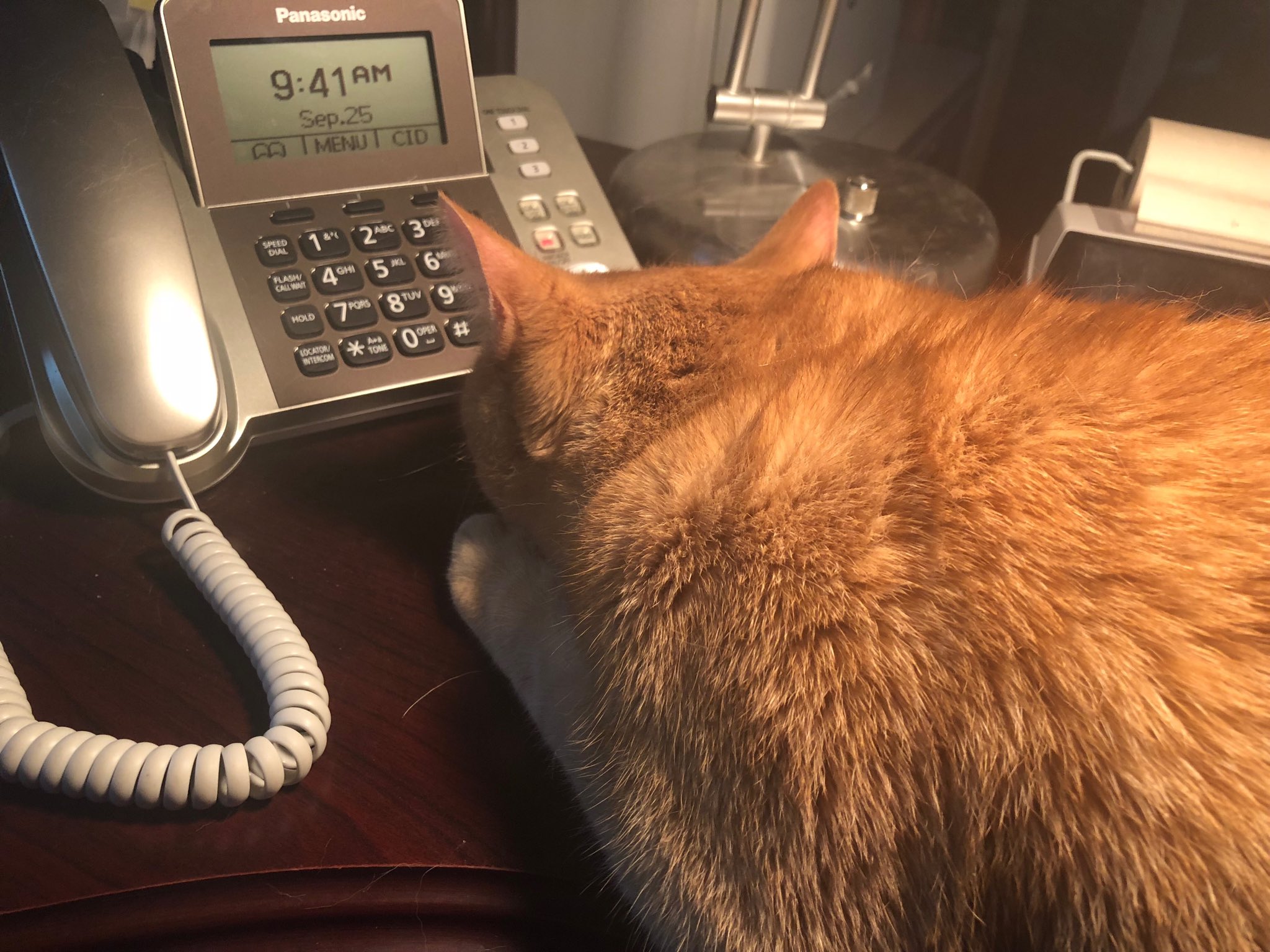 Cat Waiting Phone