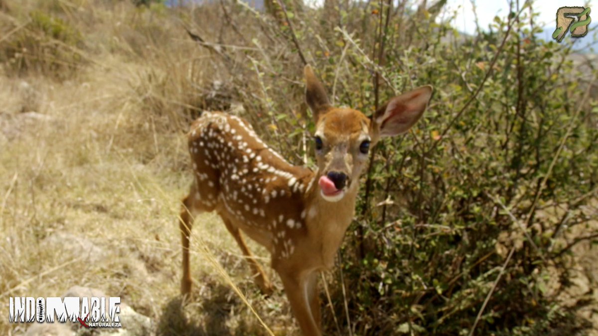 El venado cola blanca es muy veloz y siempre está en grupos, además ...