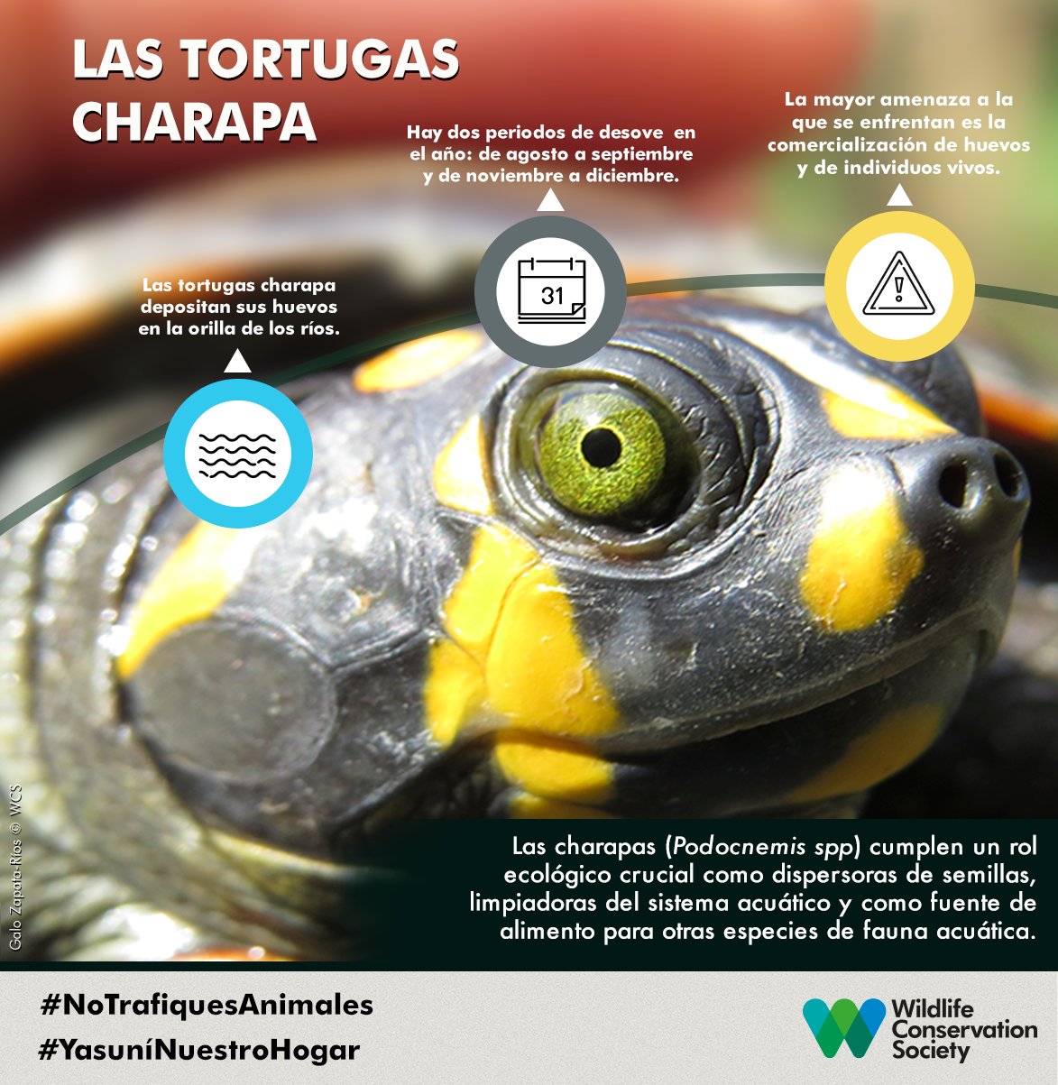 herir obra maestra fluctuar charapitas tortuga aerolíneas Confiar Frontera