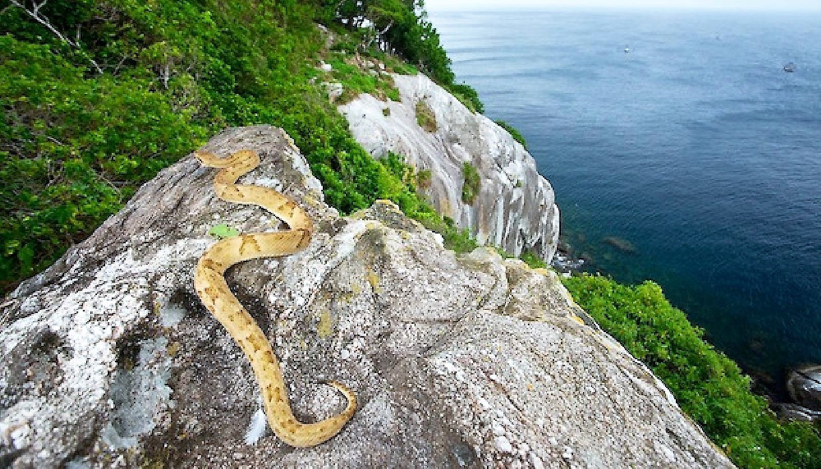 Ilha De Queimada Grande Snake Island Let’s Learn About Ilha Da