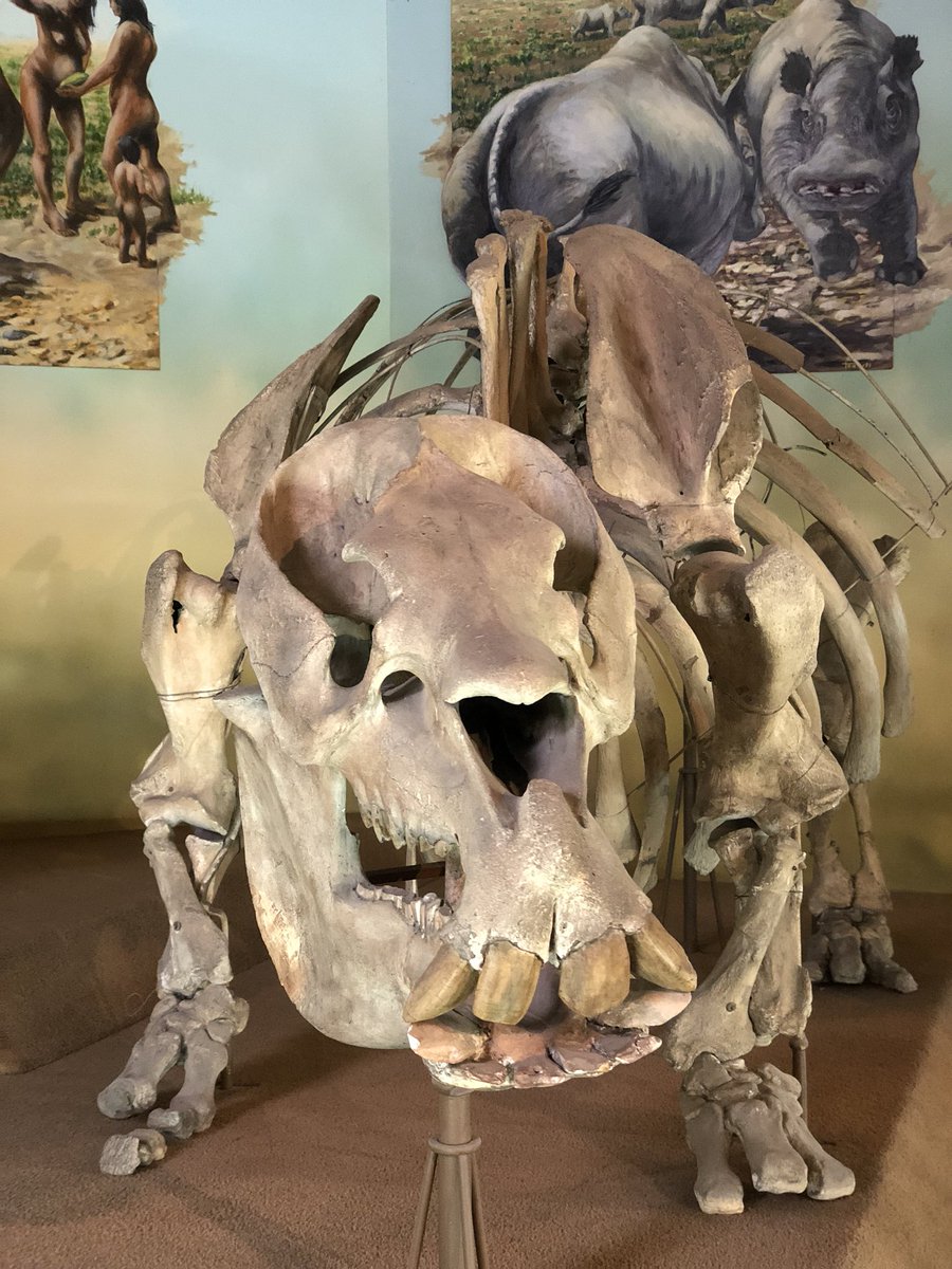 Toxodon Skeleton
