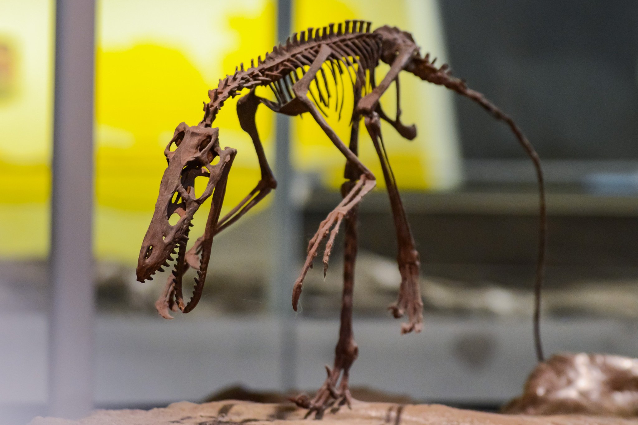 Hesperonychus Skeleton
