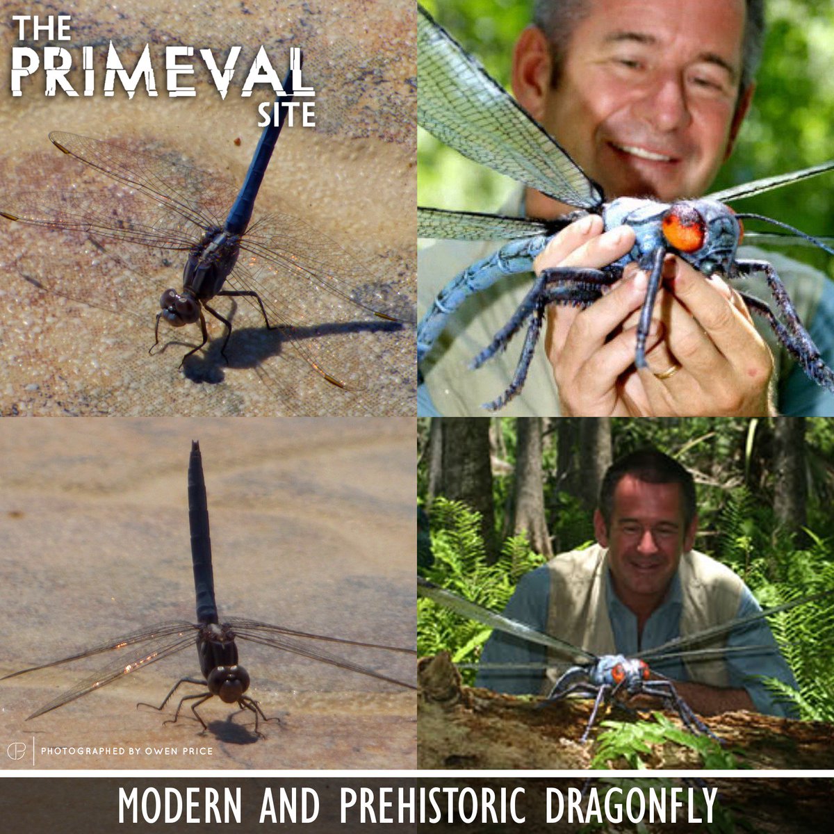 Meganeura Prehistoric Park