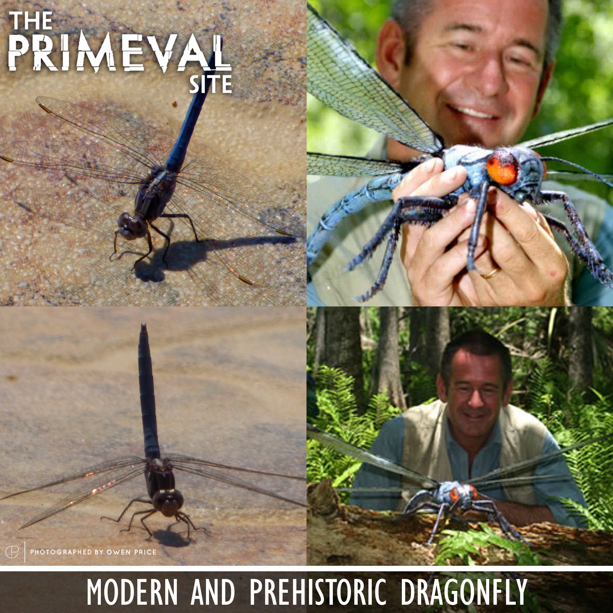 Giant Dragonfly Extinct