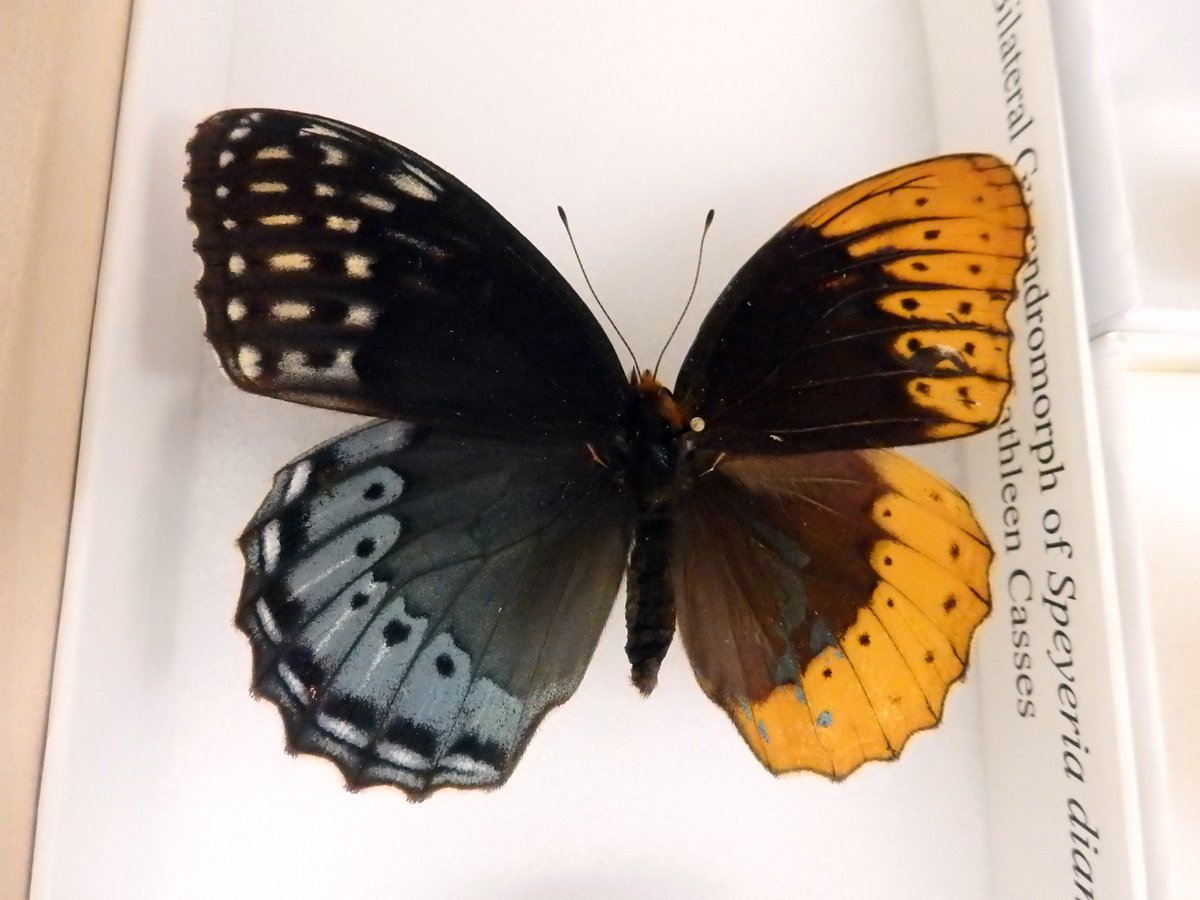 Gynandromorphs display male and female characteristics & are especially ...