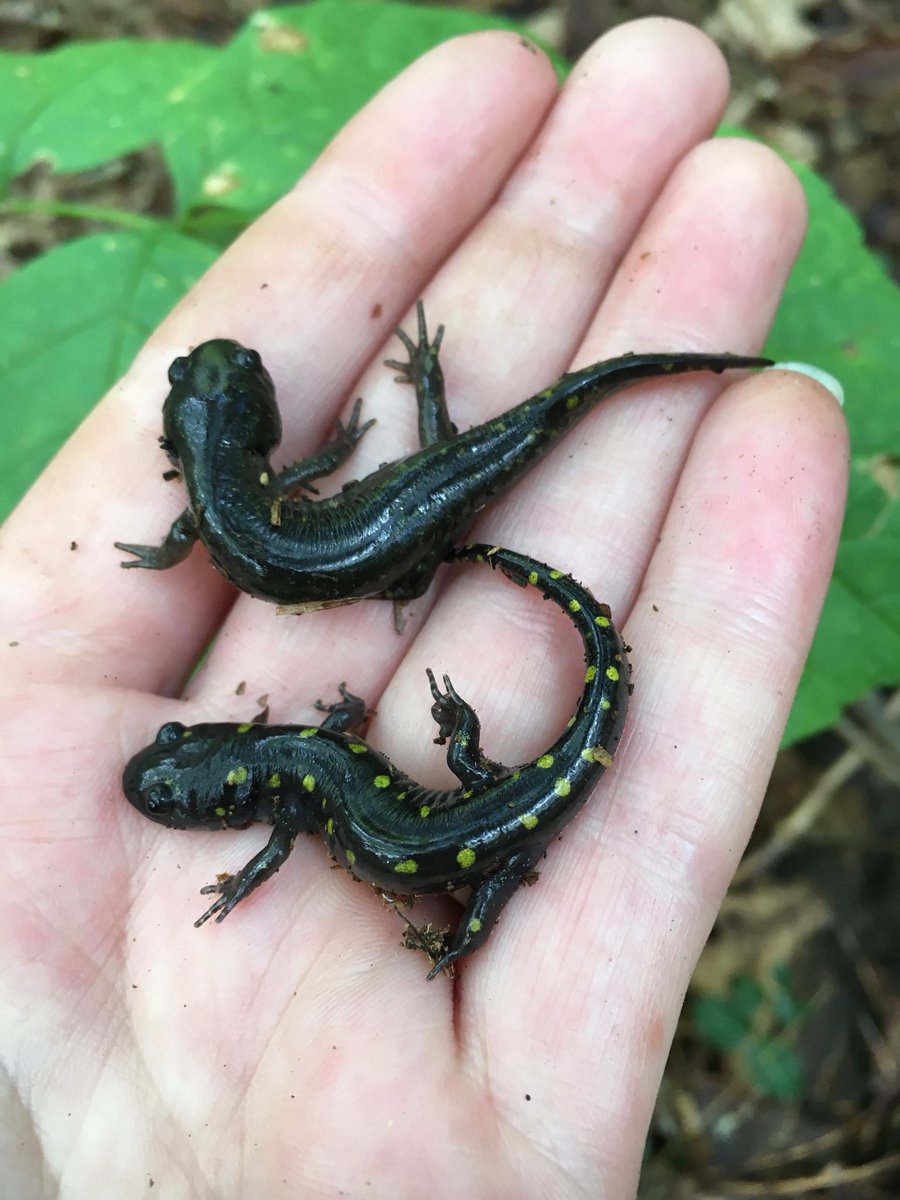 Baby Fire Salamander