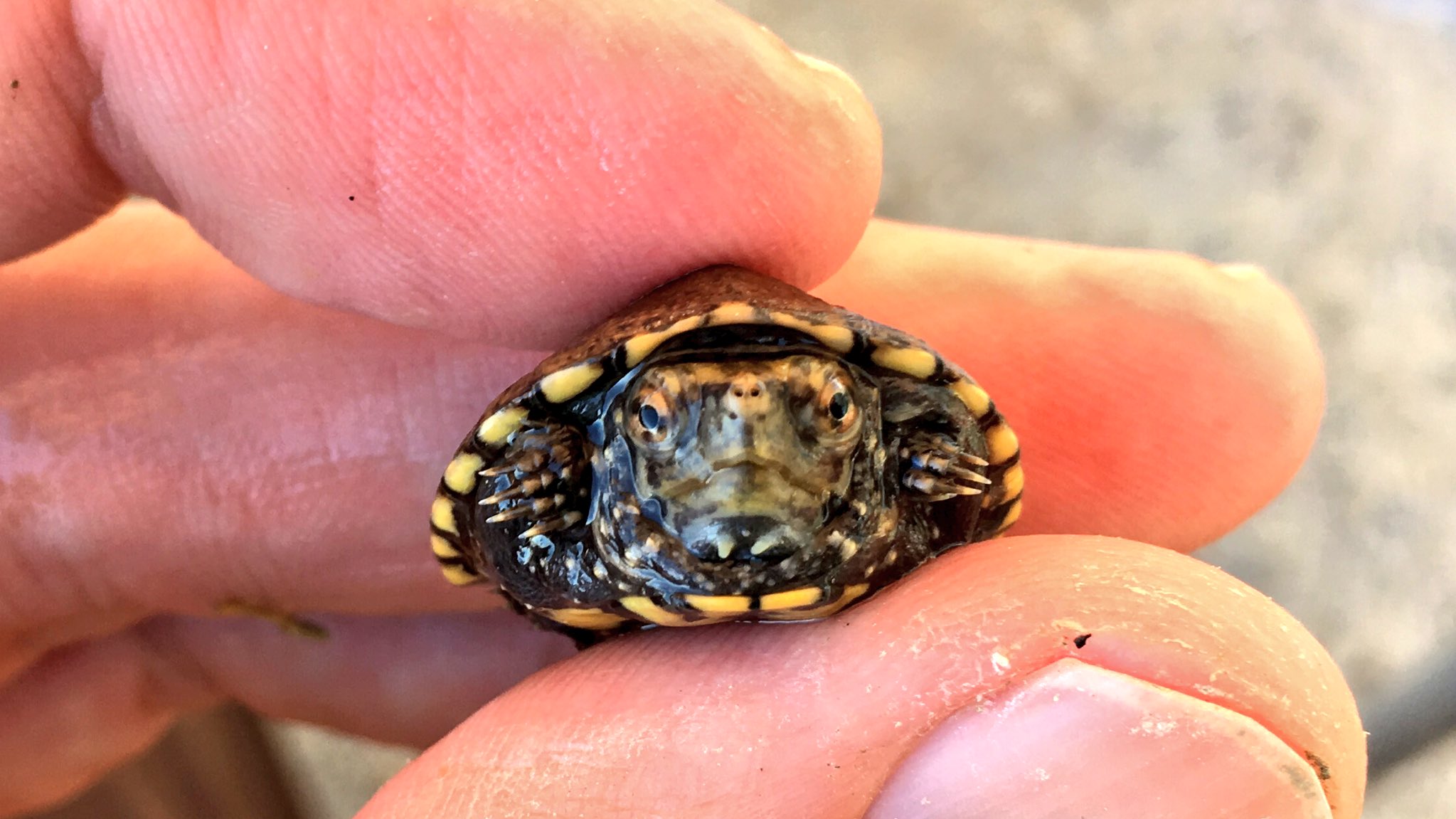 Baby Mud Turtle