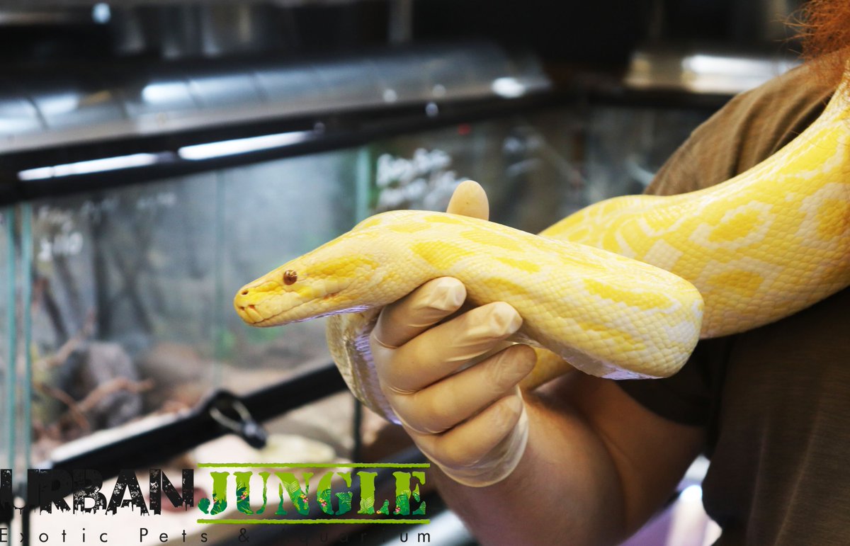 Male Albino Burmese Python