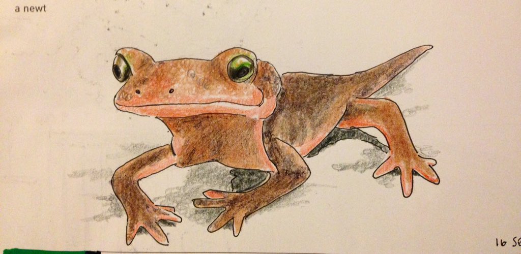 Newt Drawing