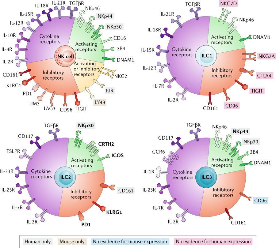 Cell Surface Receptor