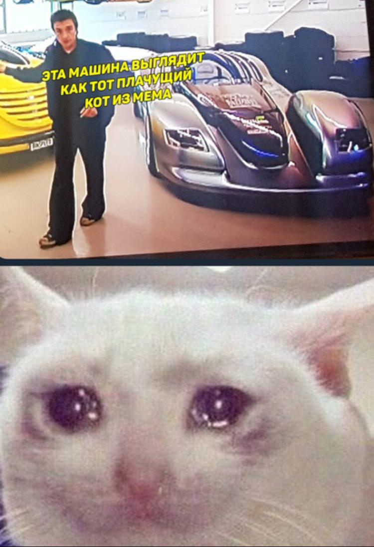 Car Cat Memes 21 Cats In Cars Ideas | Cats, Funny Cats, Crazy Cats