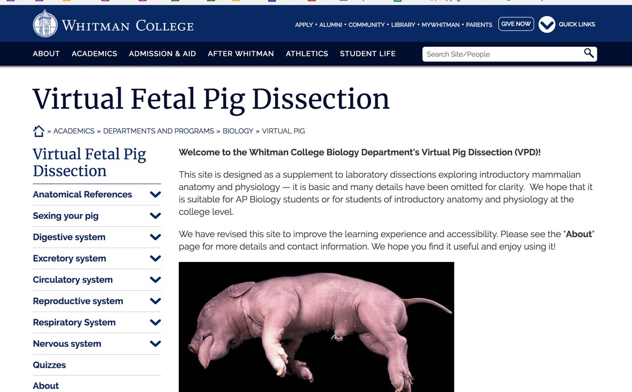 Fetal Pig Excretory System