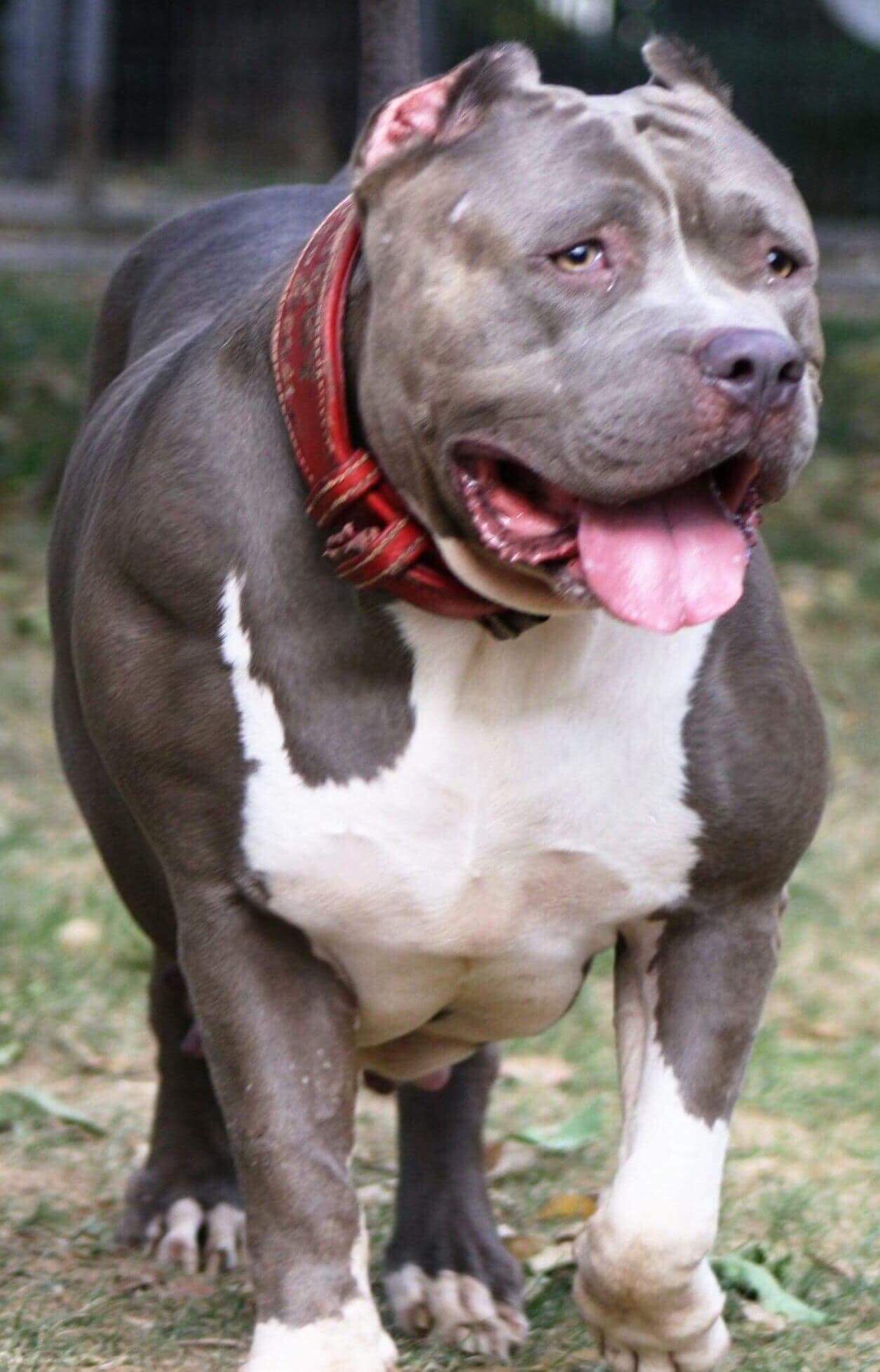 Blue Nose American Bully Xxl