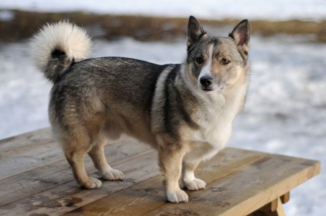 Munchkin Corgi
