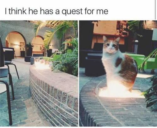 Ask Cat Meme