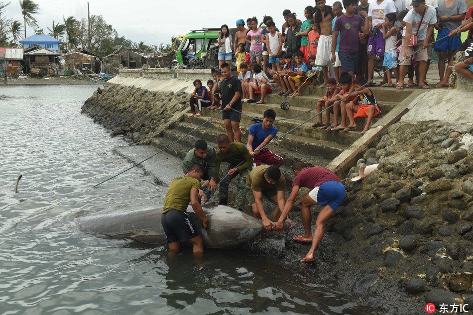 So sad! The carcass of a dolphin was washed ashore at the fishing port ...