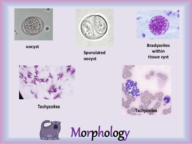 Toxoplasma Gondii Morphology