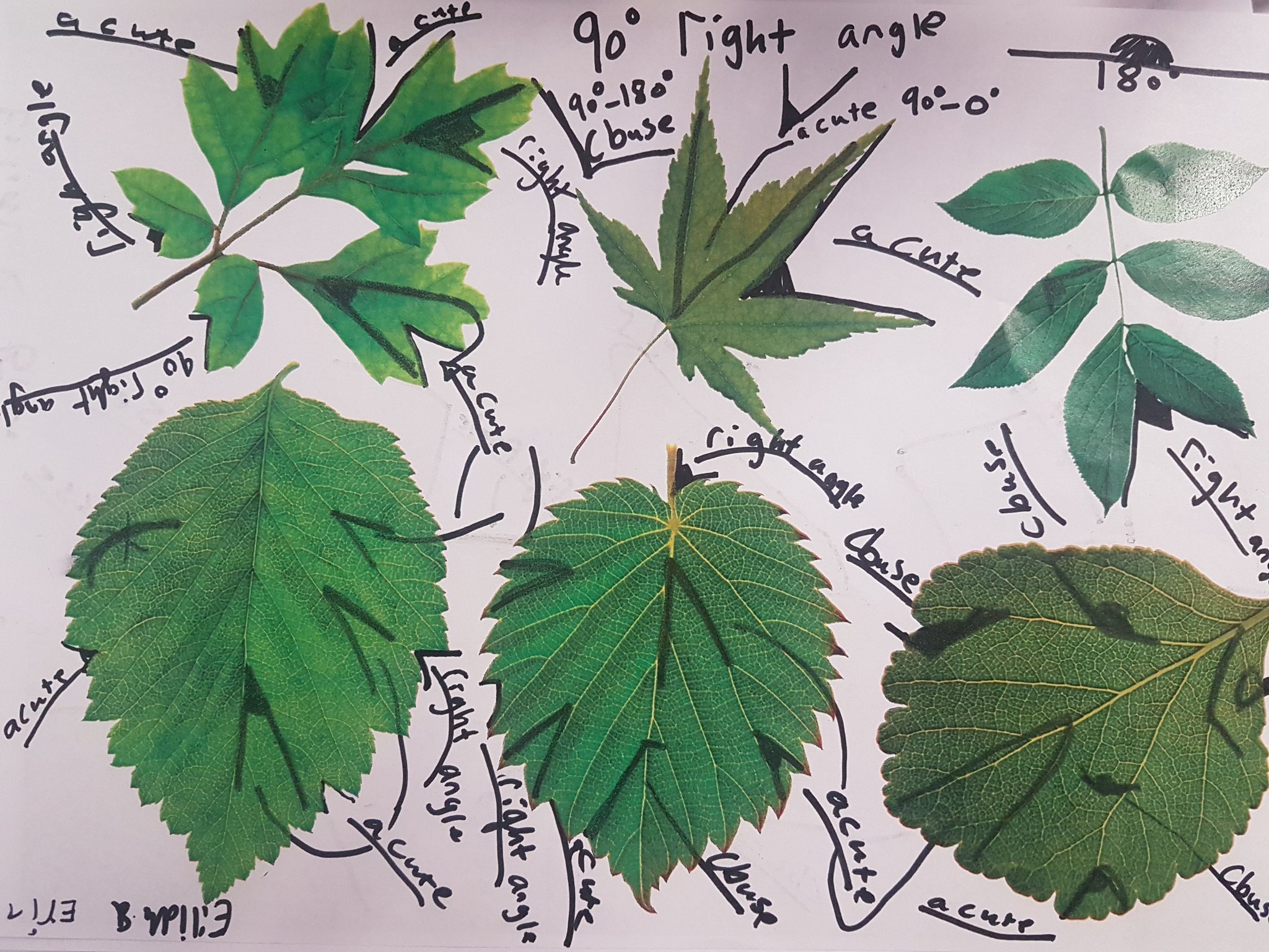 Right Angles In Nature