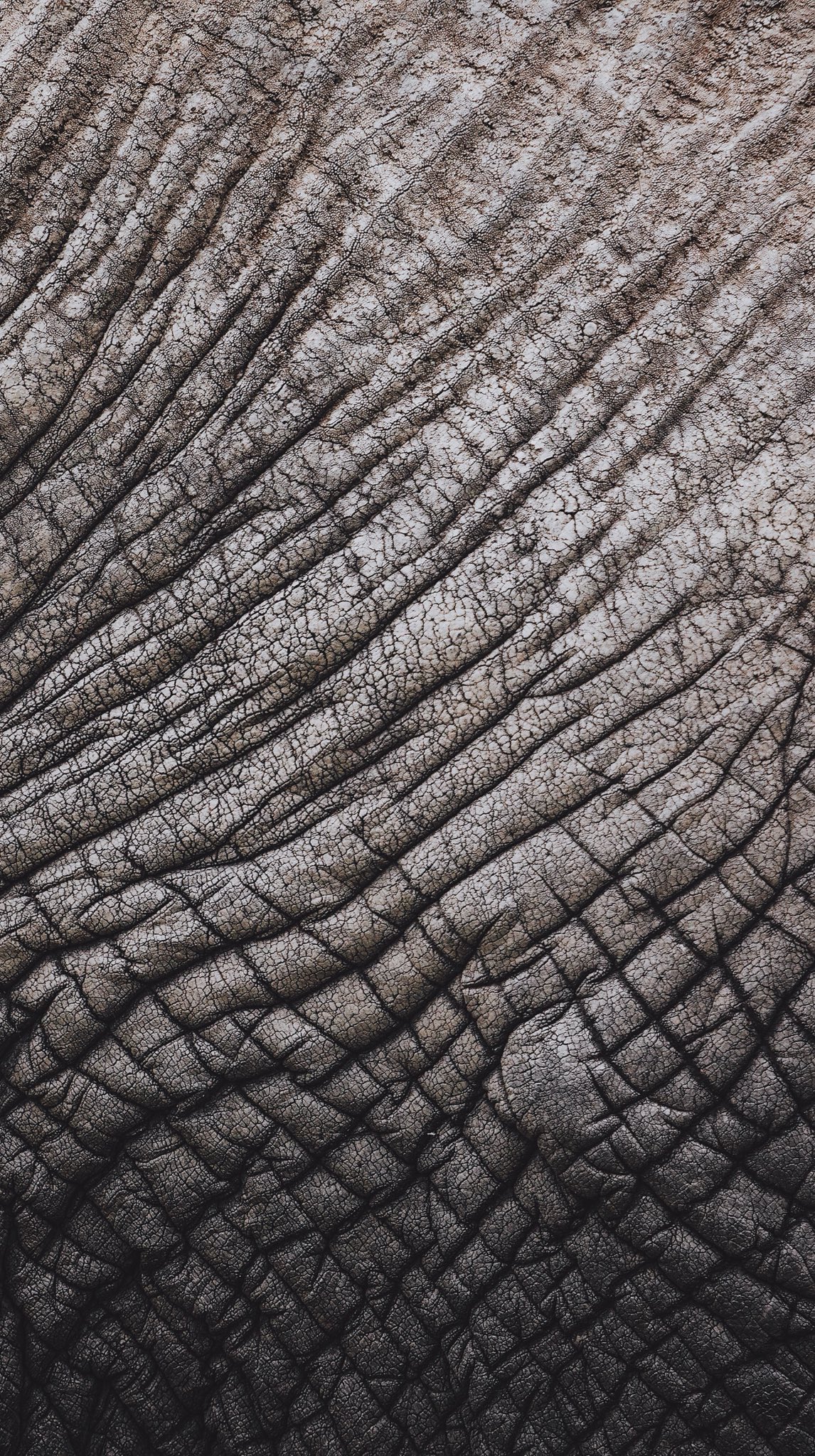 Elephant Skin Texture