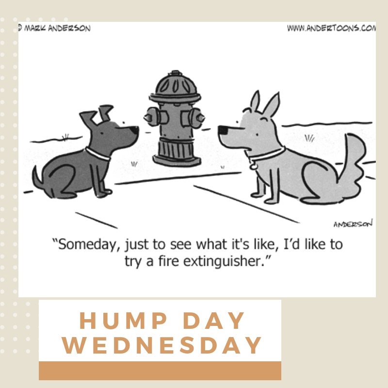 Hump Day Funny Cartoons