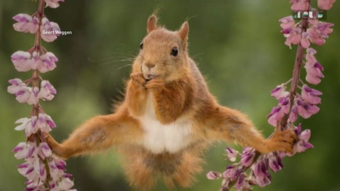 Ve las consideradas como las fotos más simpáticas de animales... # ...