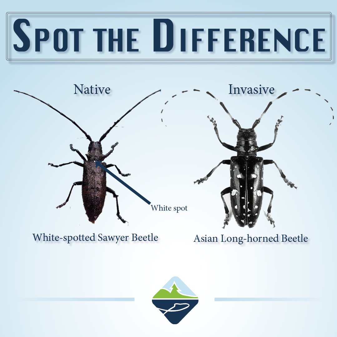 Sawyer Beetle Identification