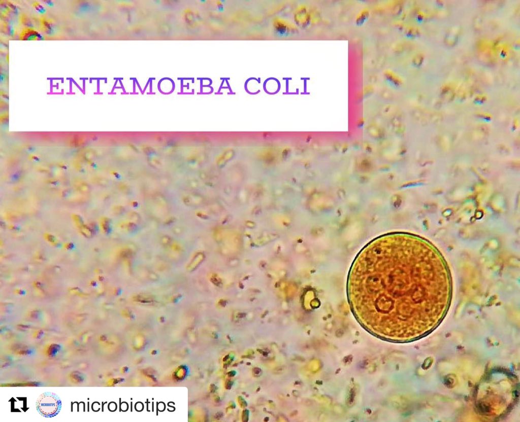 Entamoebacolitratamiento