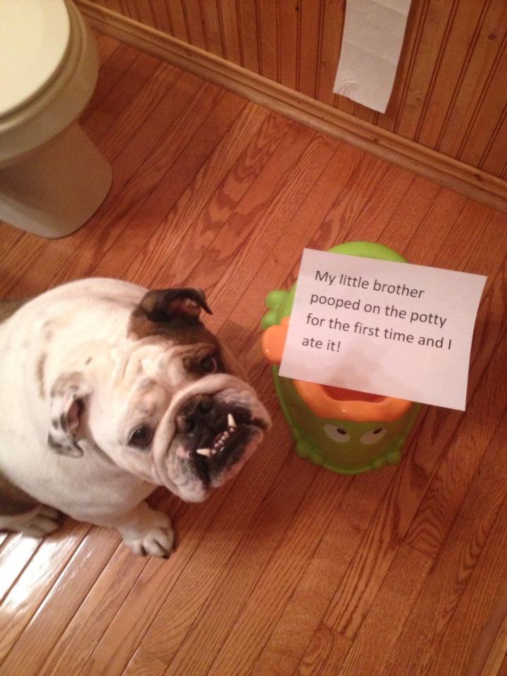Dog Shaming Poop