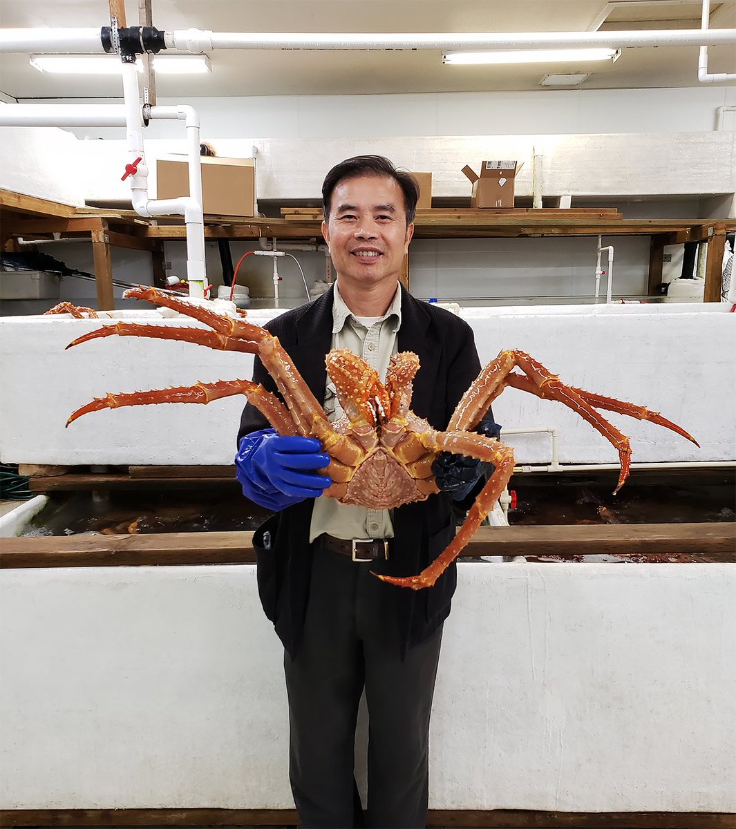 Live King Crab