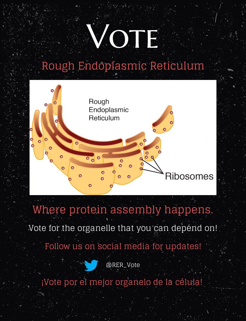 Endoplasmic Reticulum Rough