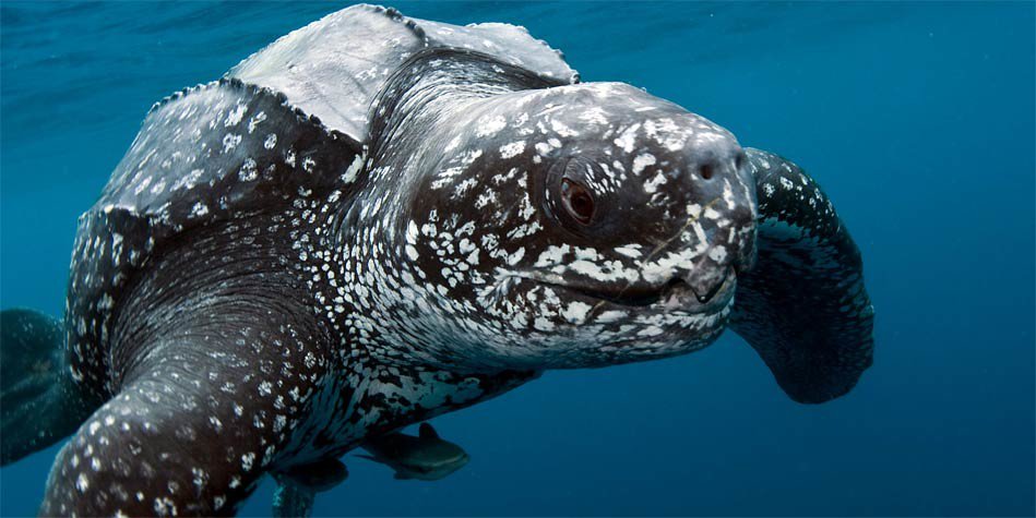 Giant Leatherback Sea Turtle Mouth