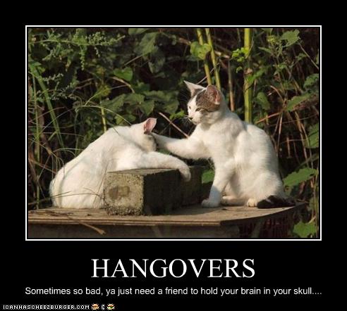 Hangover Cat Meme