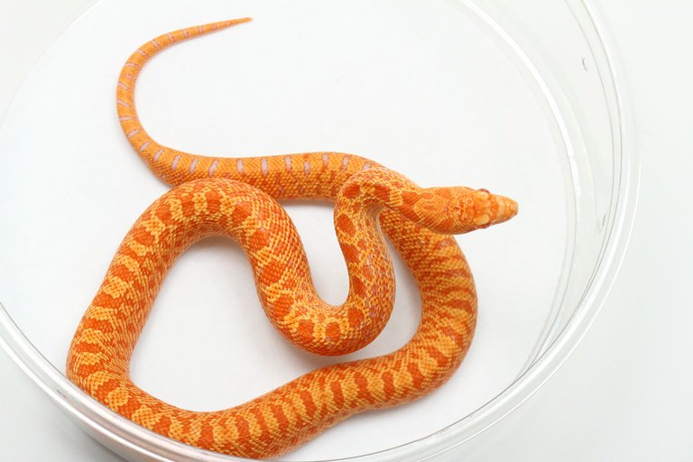 Red Snakes Bull Snake