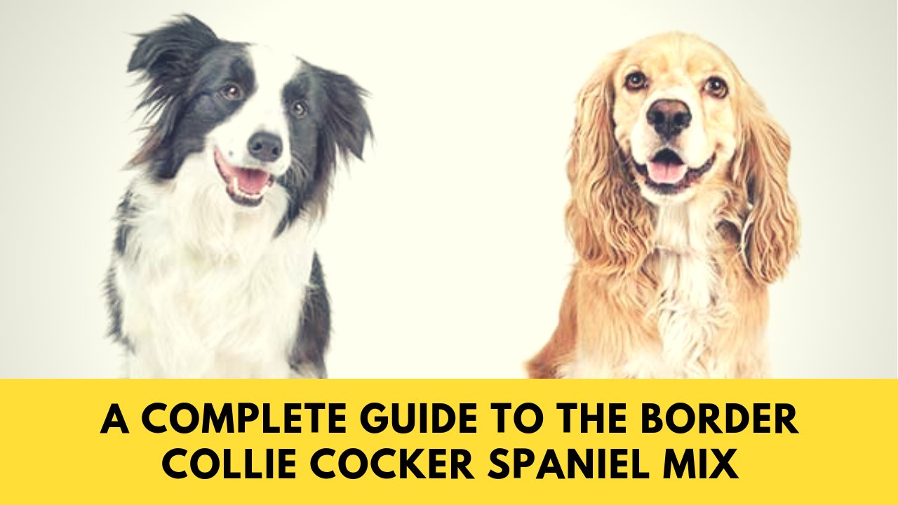 Collie Cocker Spaniel Mix