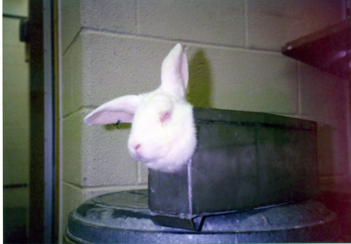 Abused Rabbits