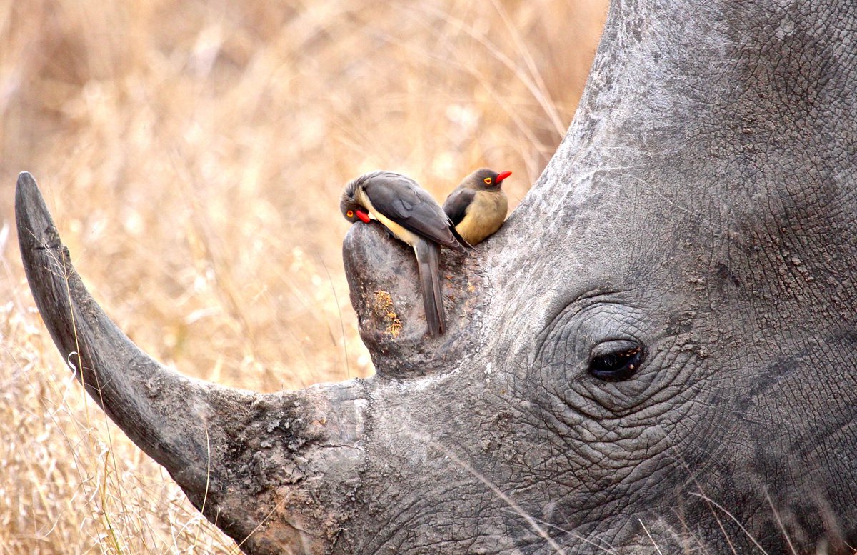 Oxpecker And Rhino Relationship